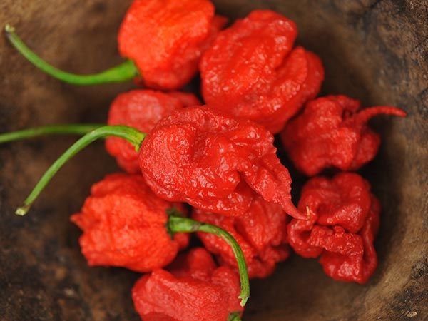 Carolina Reaper Chili Powder – Stone Lick Foods